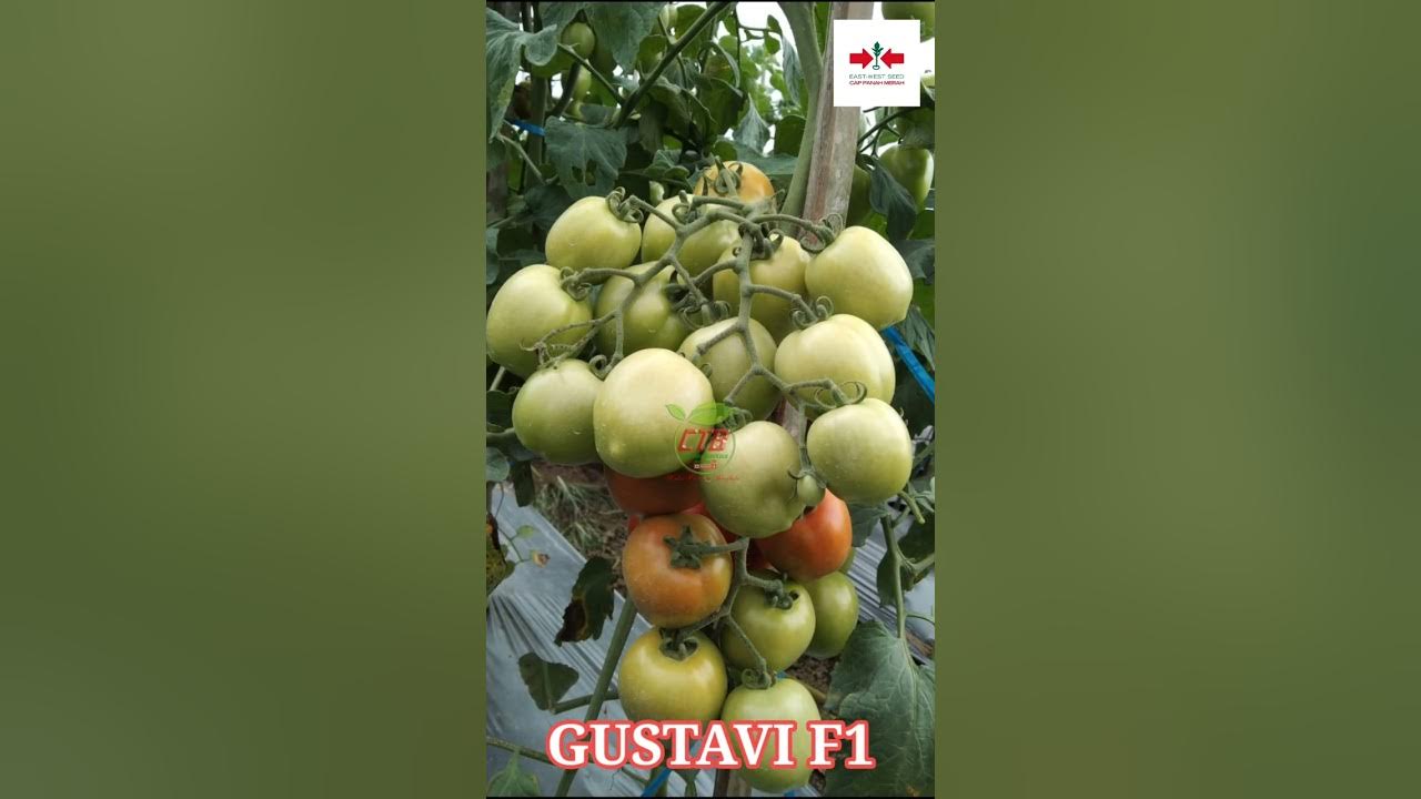 GUSTAVI F1 & SERVO F1 tomat terbaik panah merah #short - YouTube