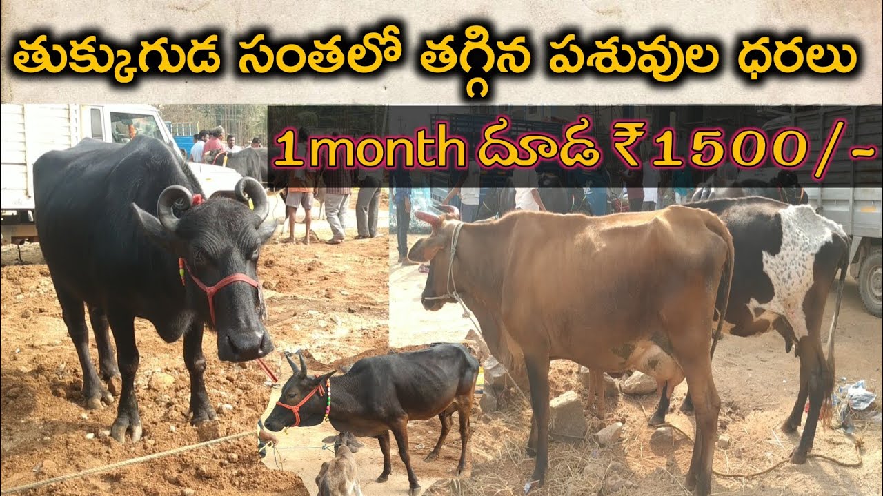 thukkuguda buffalo market | తుక్కుగుడ సంతలో గేదెల ధరలు - YouTube