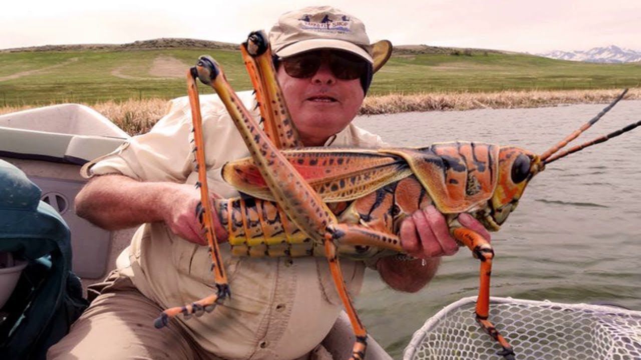 ¿INCLUSO Son De Este PLANETA?. ¡Los INSECTOS Mas ENORMES Del MUNDO ...