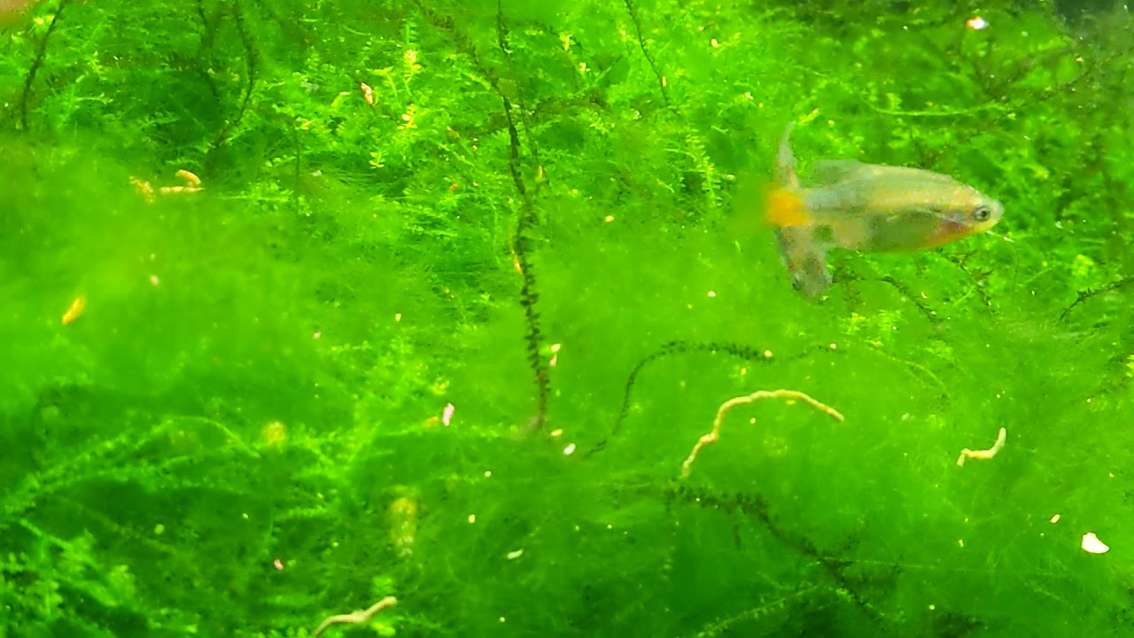 Xenotoca lyonsi (Redtail Splitfin) - YouTube