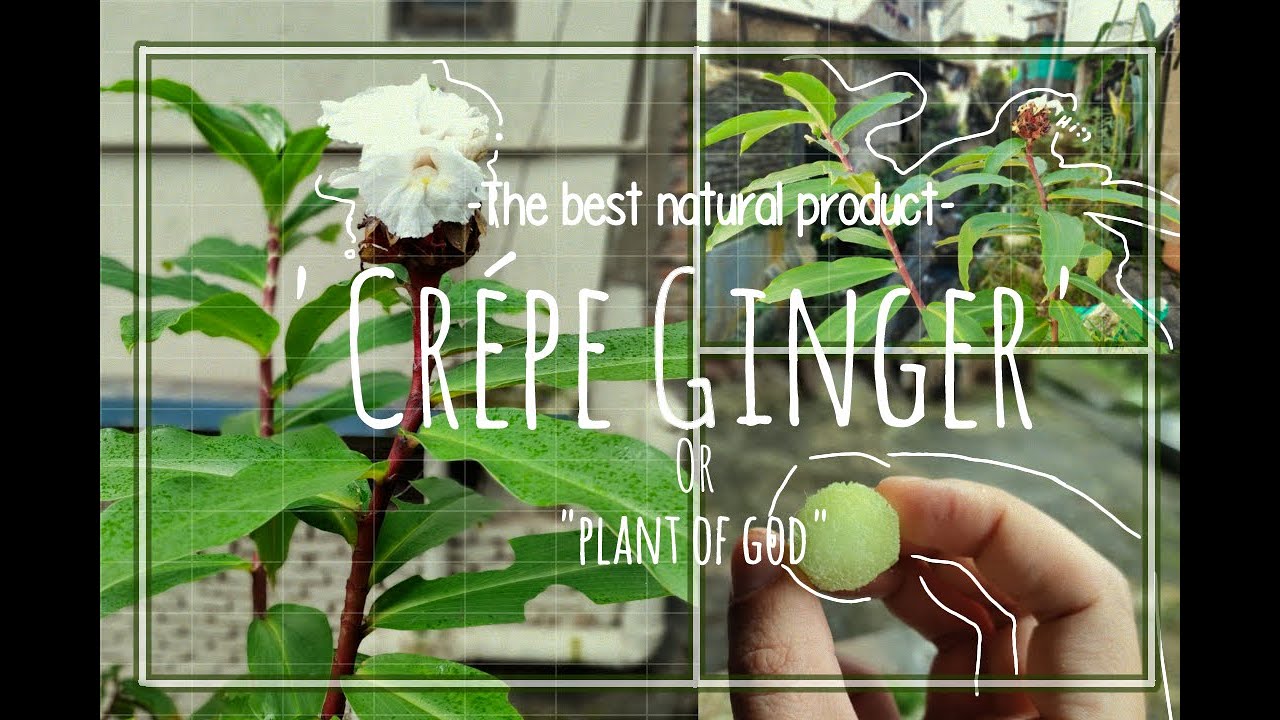 We call this God's plant..Costus speciosus/ Crepe-ginger. How to use it ...