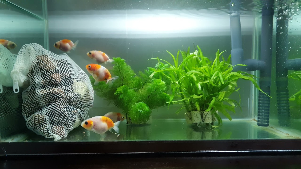 Setup bể Ranchu mini đơn giản - YouTube