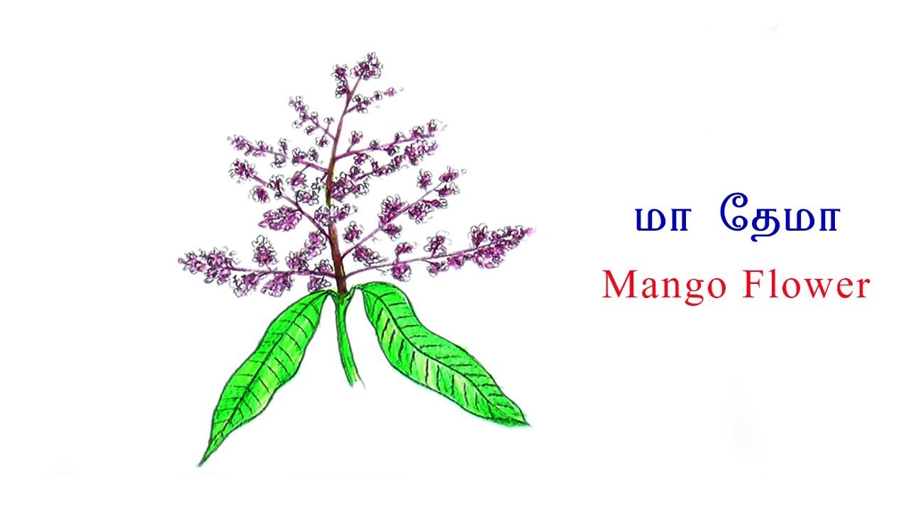 Mango Flower Drawing
