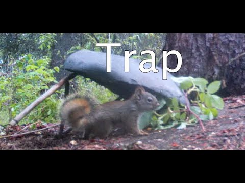 How to build a Squirrel Trap with Rocks and Sticks - YouTube