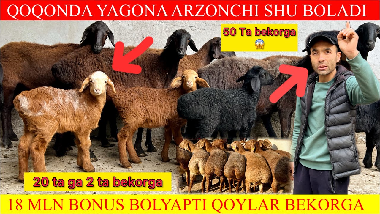 QO’QONDA YAGONA NARX QOYISH BOYICHA CHEMPION AKAMIZ NARXNI YORDI..😱😱 ...