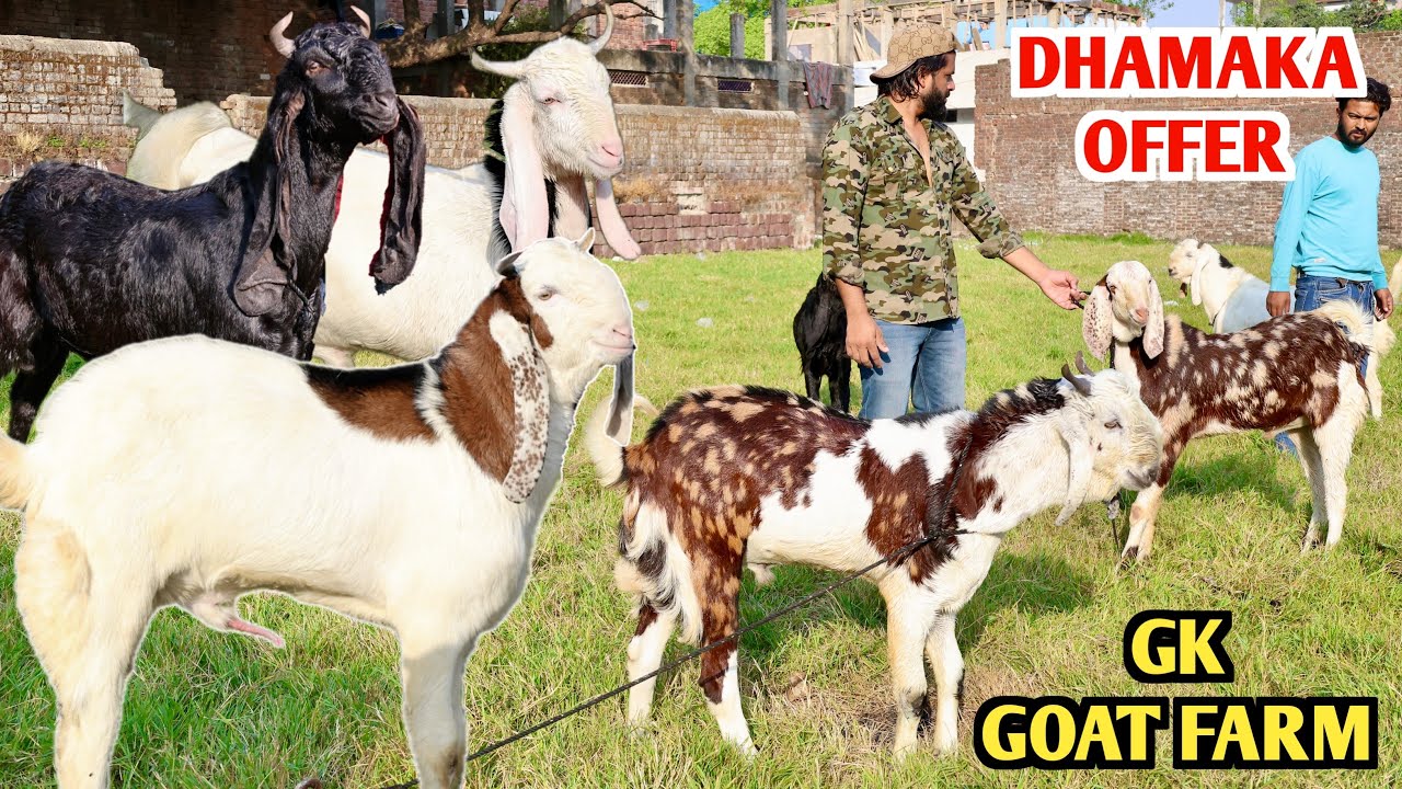 Dhamaka Offer Cheap Price Par Bakre At GK Goat Farm - YouTube