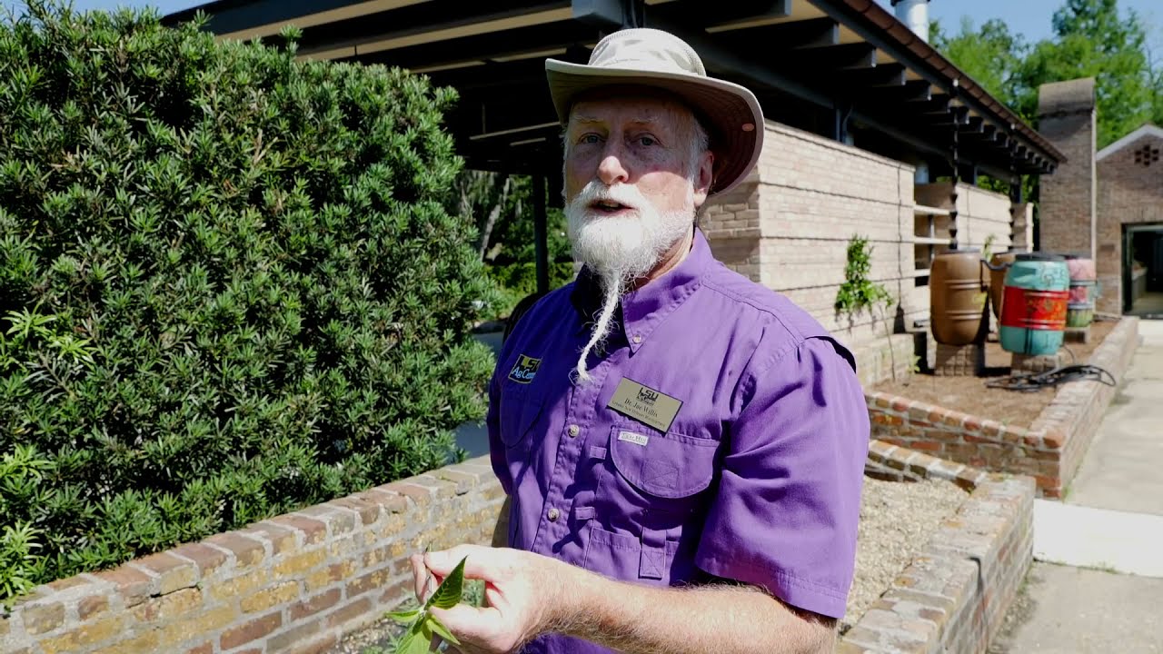 How to Make a Rooting Chamber - YouTube