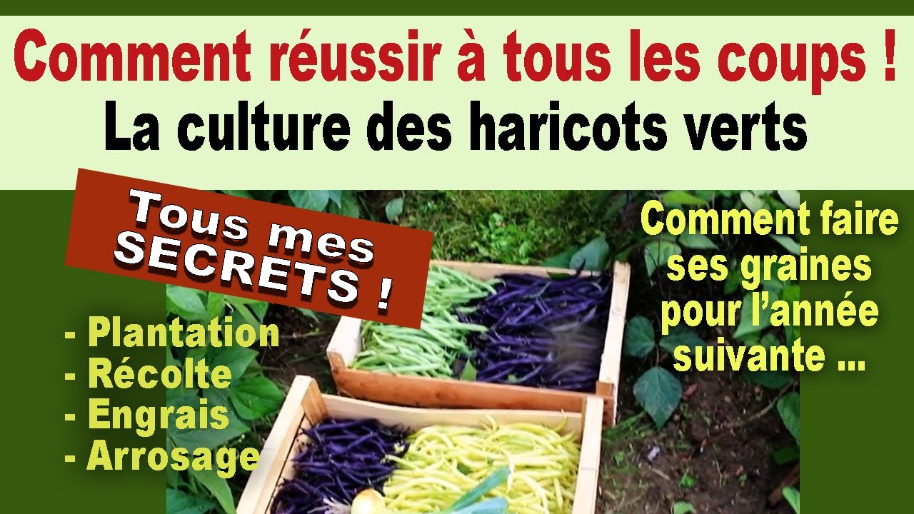 Comment réussir la culture des haricots verts au jardin potager bio ...