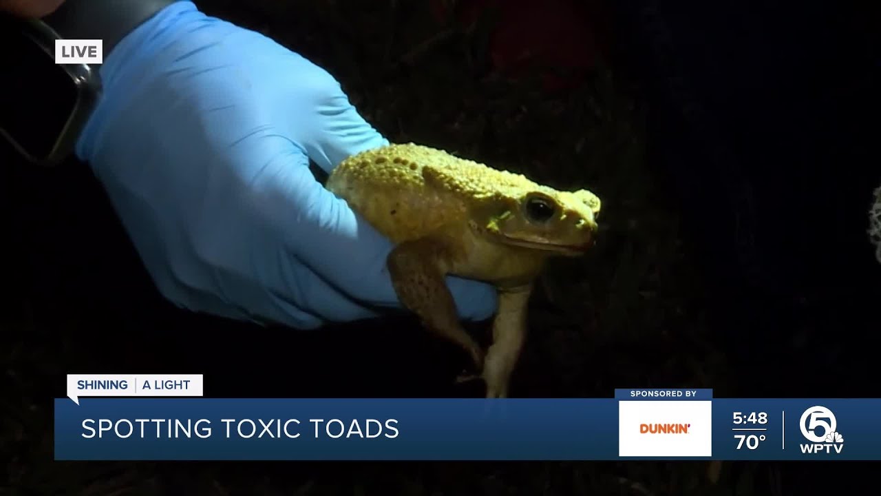 Protect your dog: How to spot toxic toads - YouTube