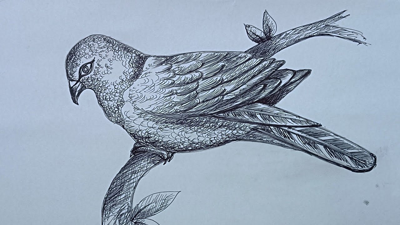 Beautiful Bird drawing in pen shade।। Artist Pradip pal Tutorial ♥️ ...