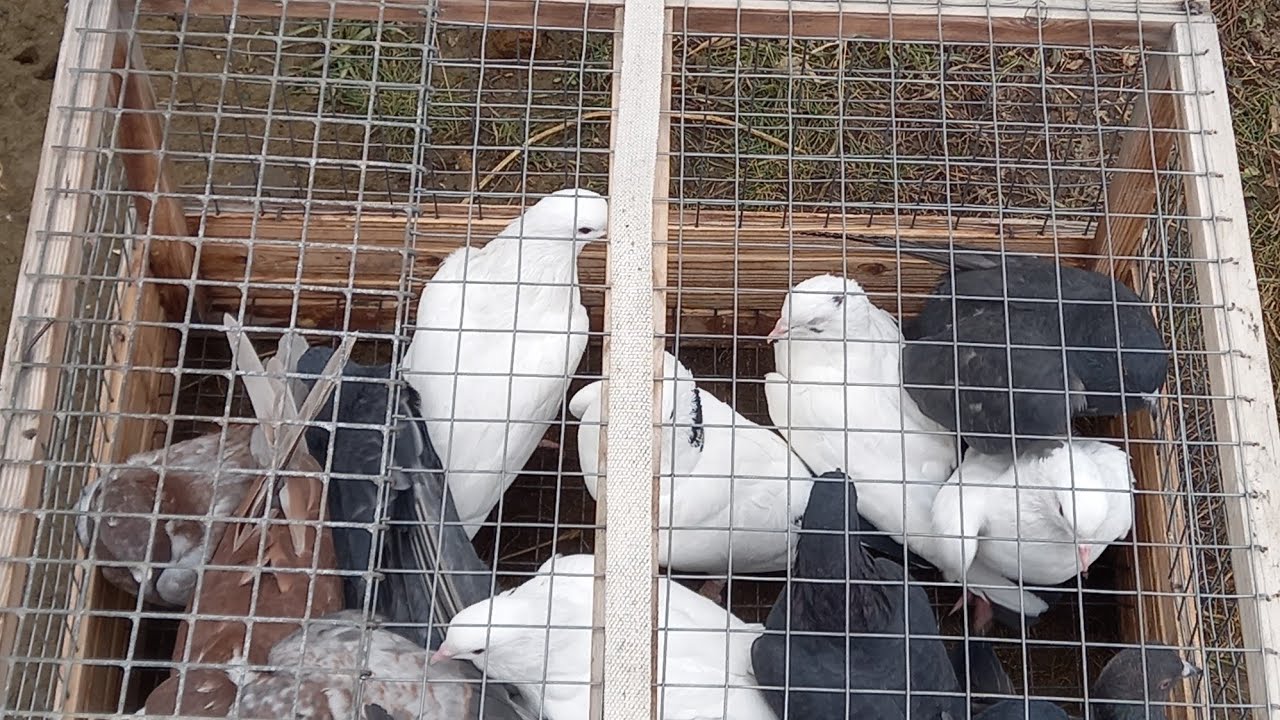 #Pigeons.Жёсткая проверка пищалок. - YouTube
