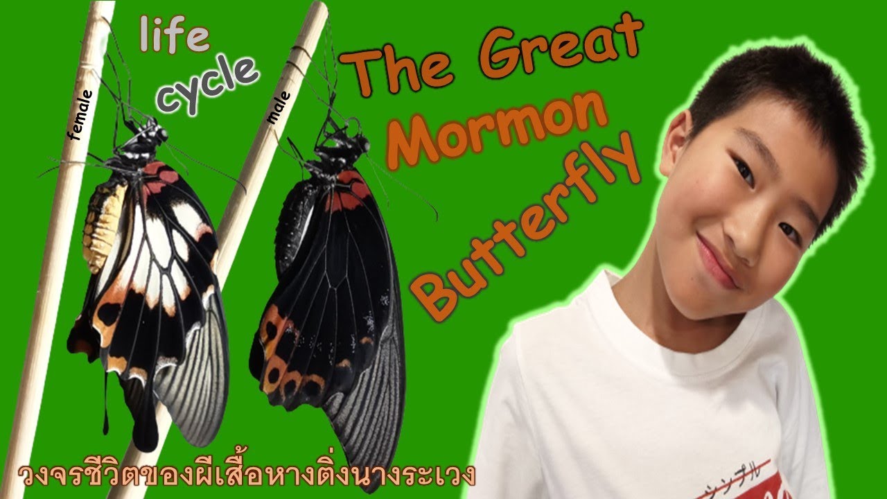 The Great Mormon Butterfly life cycle วงจรชีวิตของผีเสื้อหางติ่งนางระเ ...