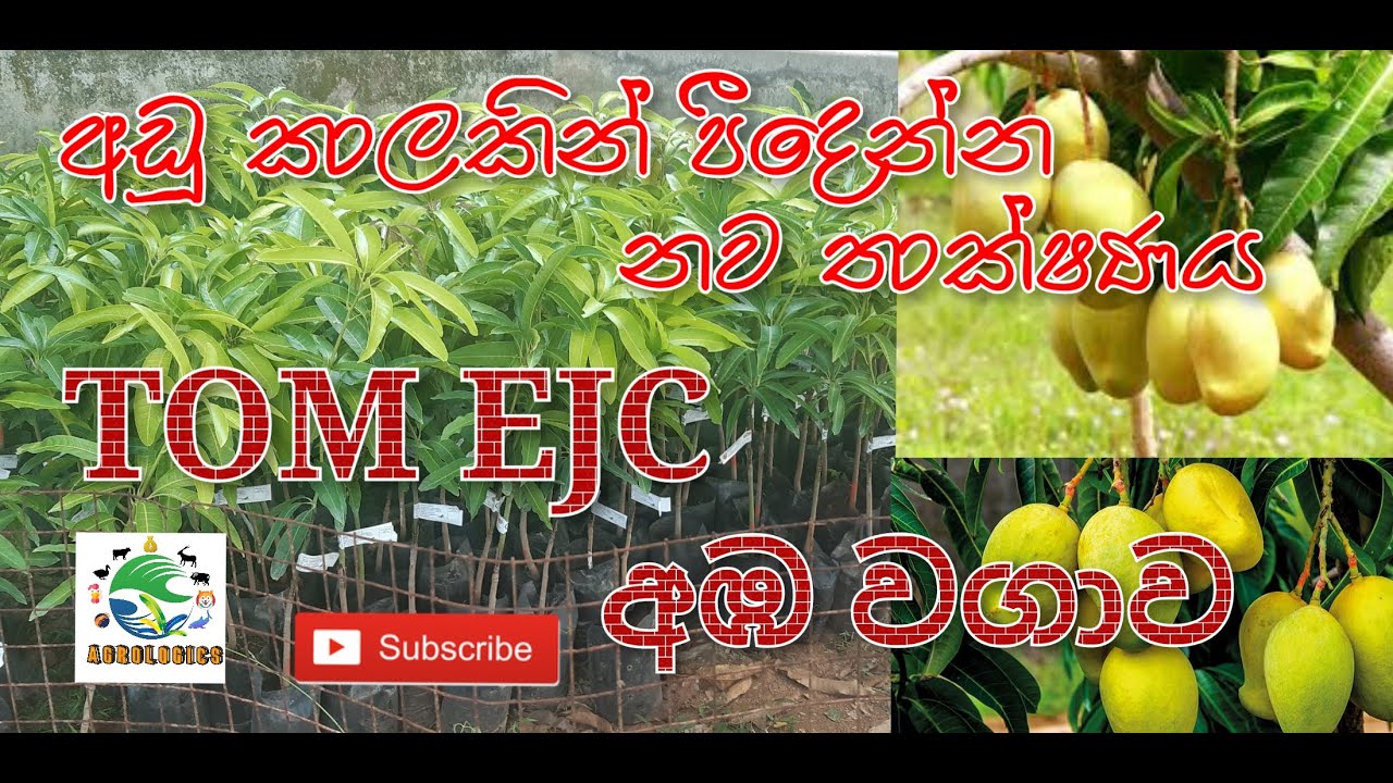 TJC අඹ වගාව සඳහා නව කෘෂි තාක්ෂණයේ භාවිතය How to Grow Tom EJC Mango with ...