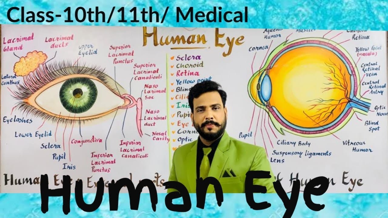 Human Eye-Structure, Anatomy, Functions & Lacrimal Apparatus - YouTube