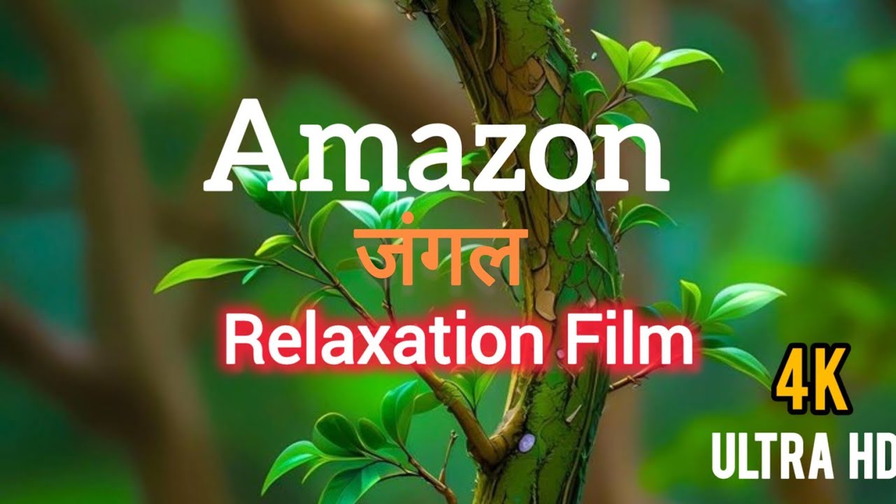 Amazon jungle video | Relaxation film with calm music | forest | amazon ...