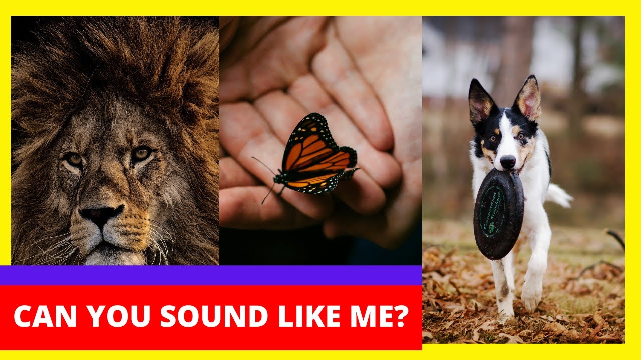 MODULE 8 : AMAZING ANIMALS | YEAR 5 | PRE-LESSON - YouTube