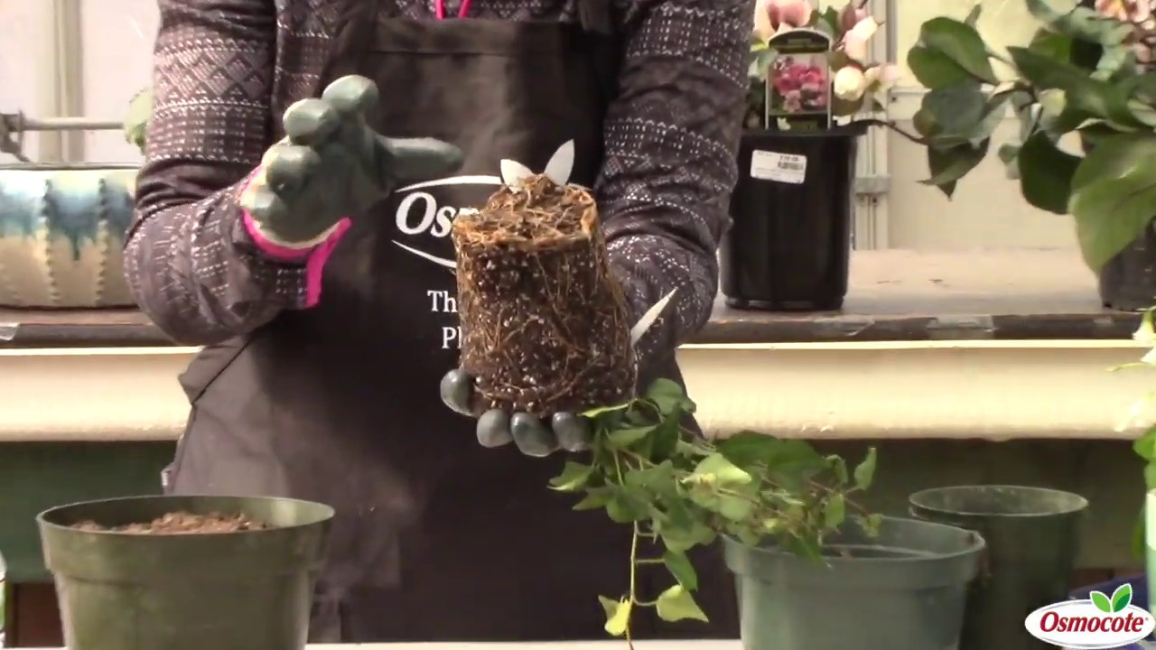 When and How to Transplant a Houseplant - YouTube