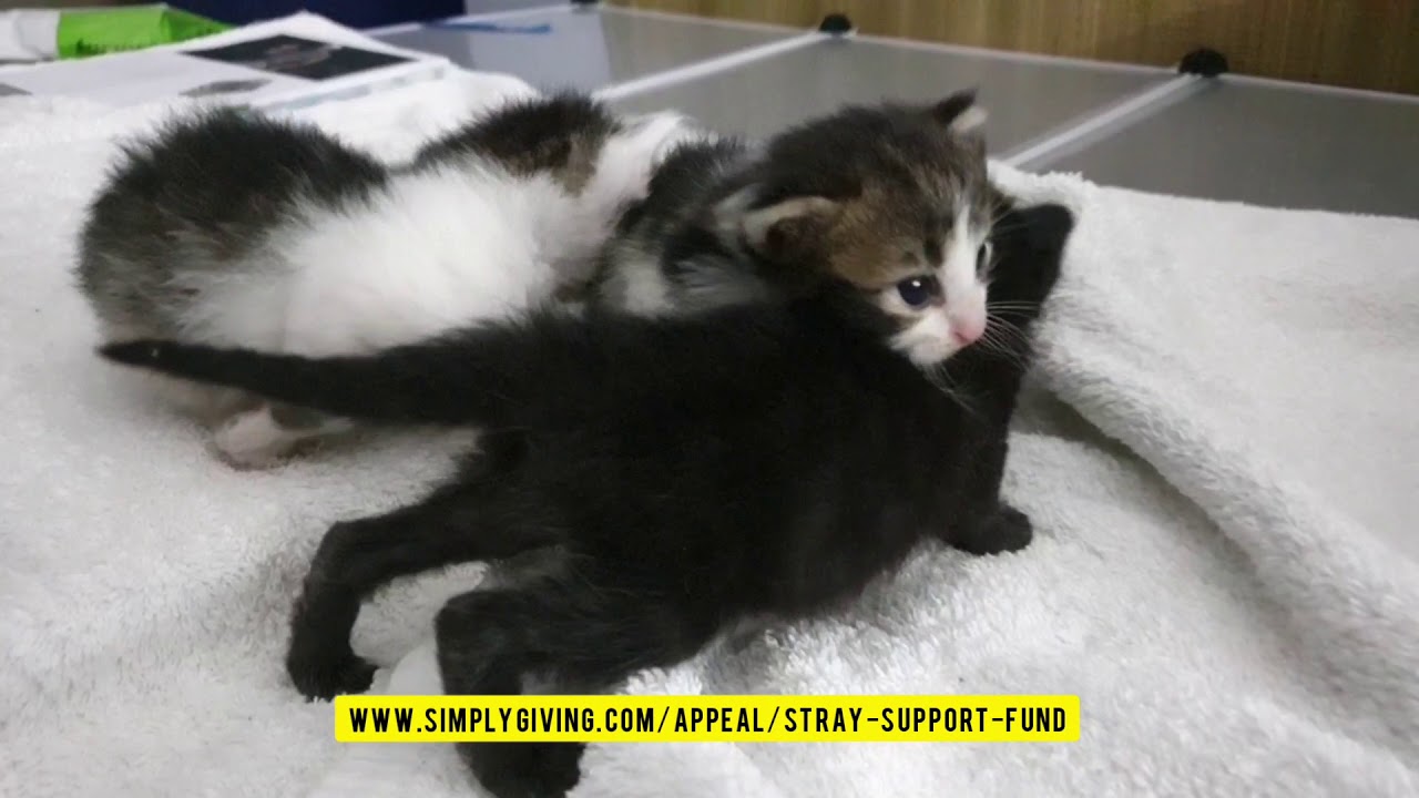 Orphaned Kittens Rescue - YouTube