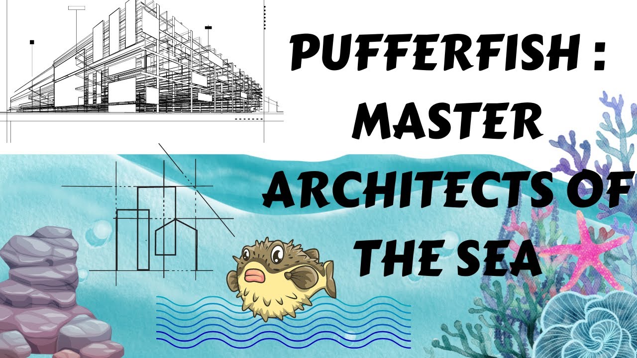 Master Architects of the Sea - Pufferfish - ocean animal - wild fish ...