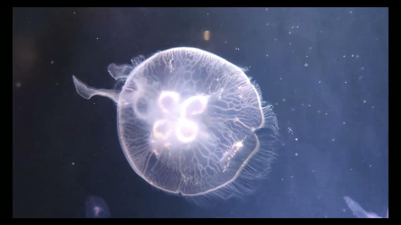 1 hour of JellyFish RELAX, SLEEP, MEDITATE, MUSIC | Kingdom Aquatica ...