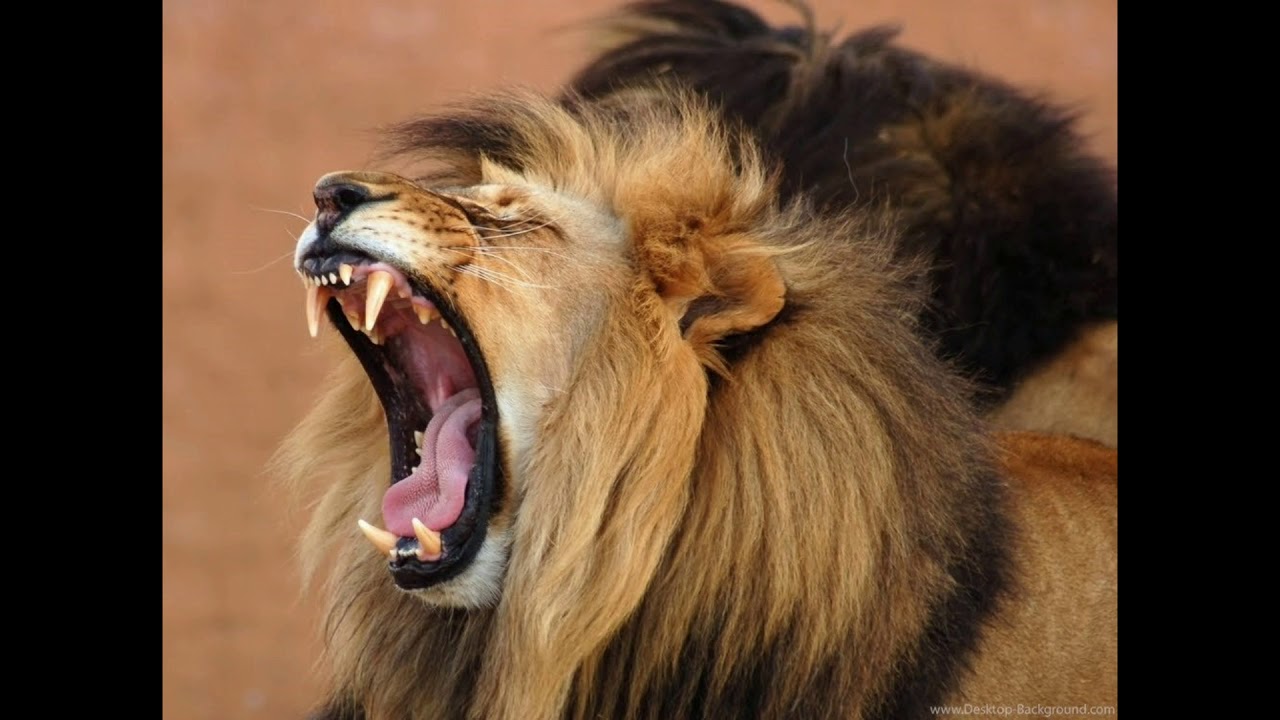 New Lion Intro! - YouTube