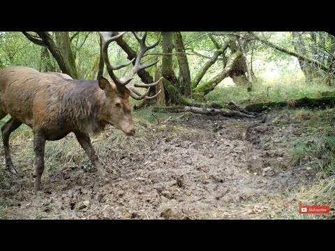 Wild Red Stag Wallows For The Rut - YouTube