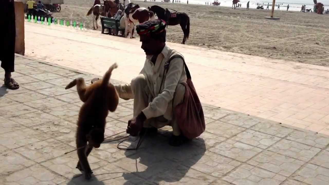 Pakistan Street Monkey Show - YouTube