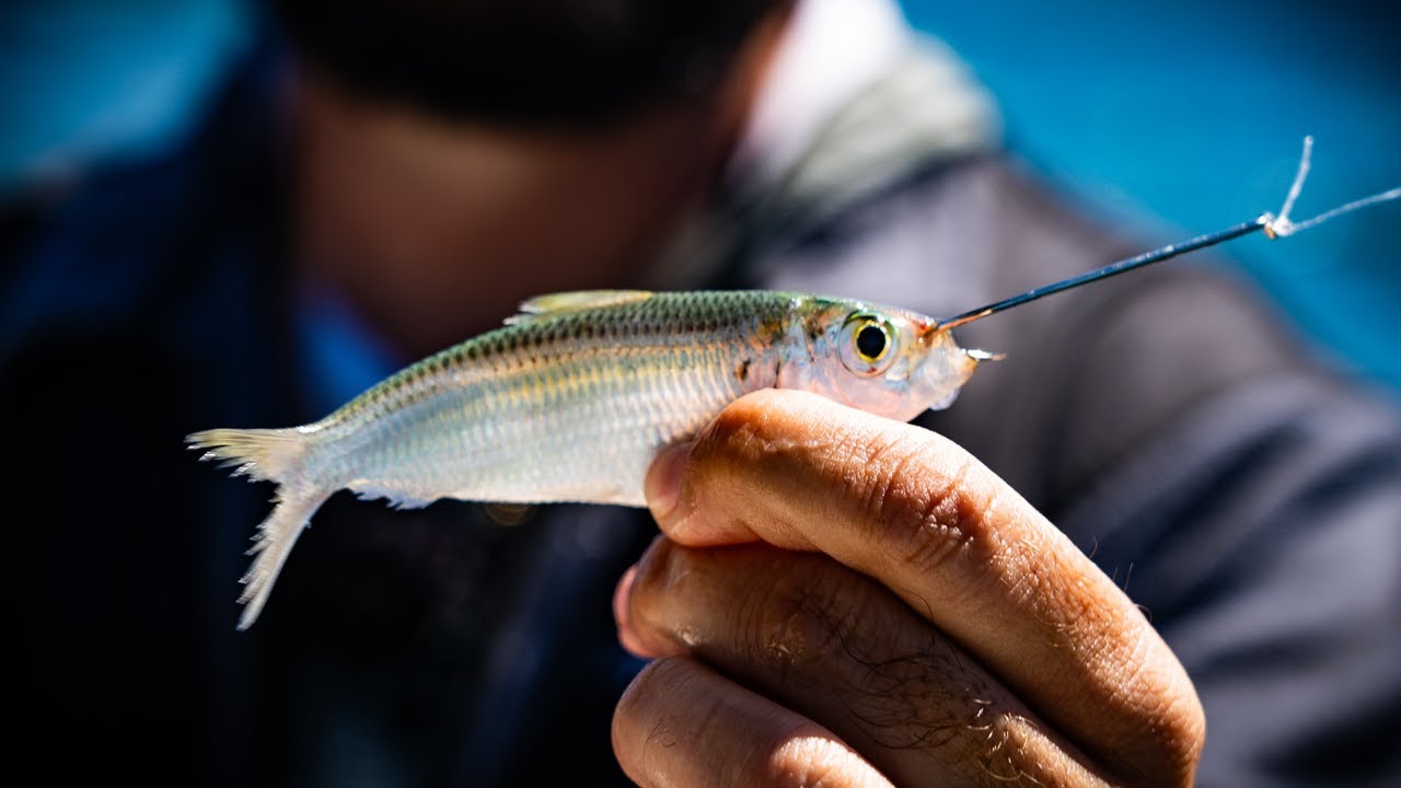 Use This Fishing Technique & Catch Limits! - YouTube