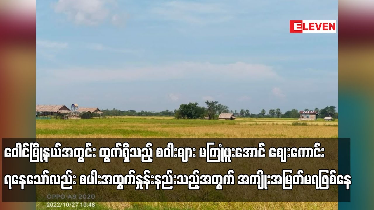 စပါးများ မကြုံဖူးအောင် ဈေးကောင်းရနေသော်လည်း စပါးအထွက်နှုန်းနည်းသည့်အတွက