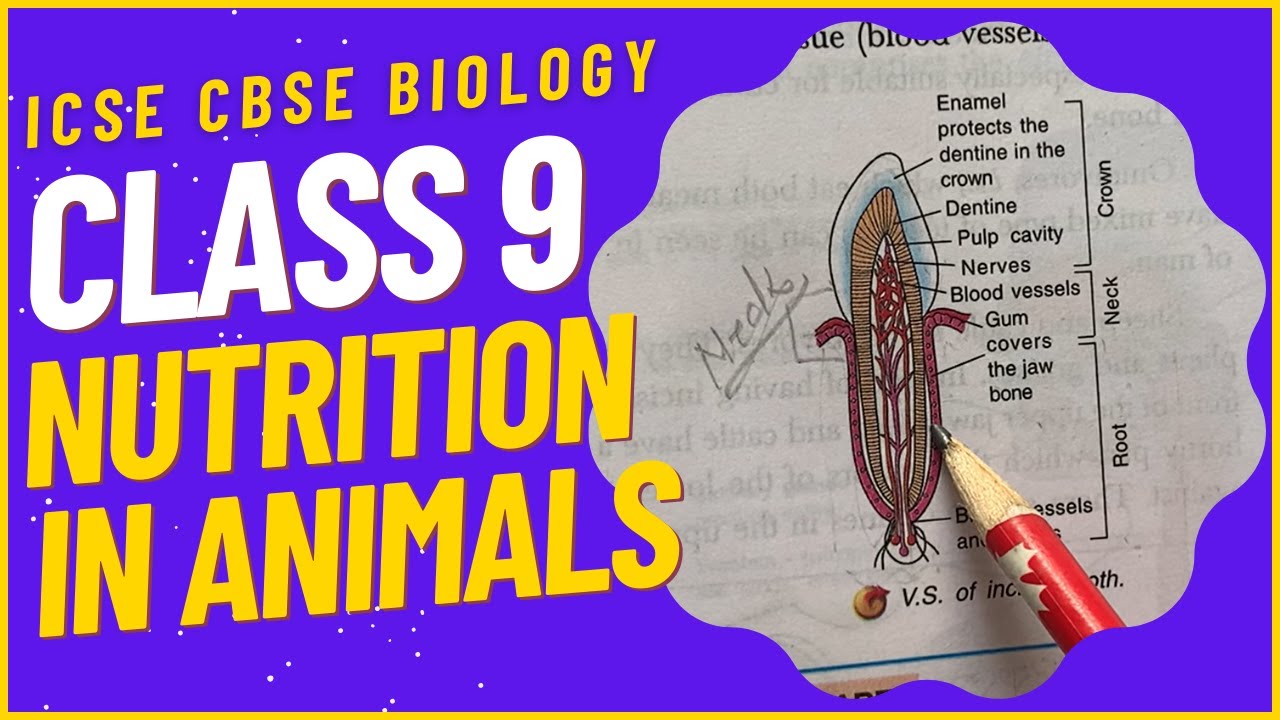 CLASS 9 Tutorial: Nutrition in Animals || Biology || ICSE - YouTube