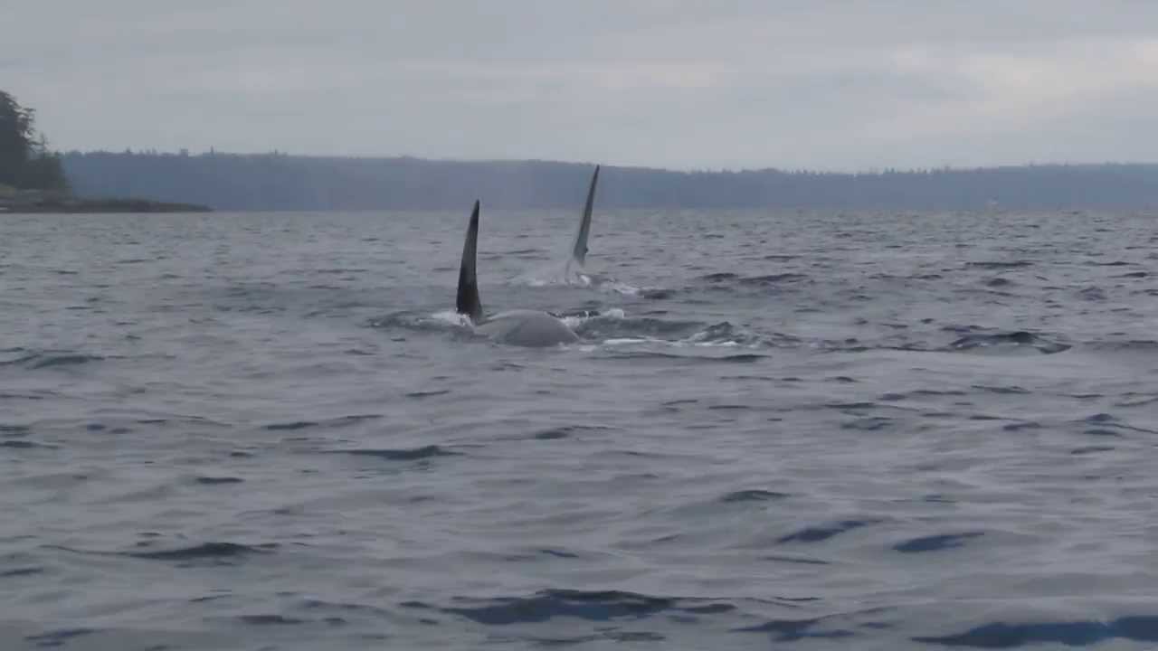 Baby orca breaching tail first - YouTube