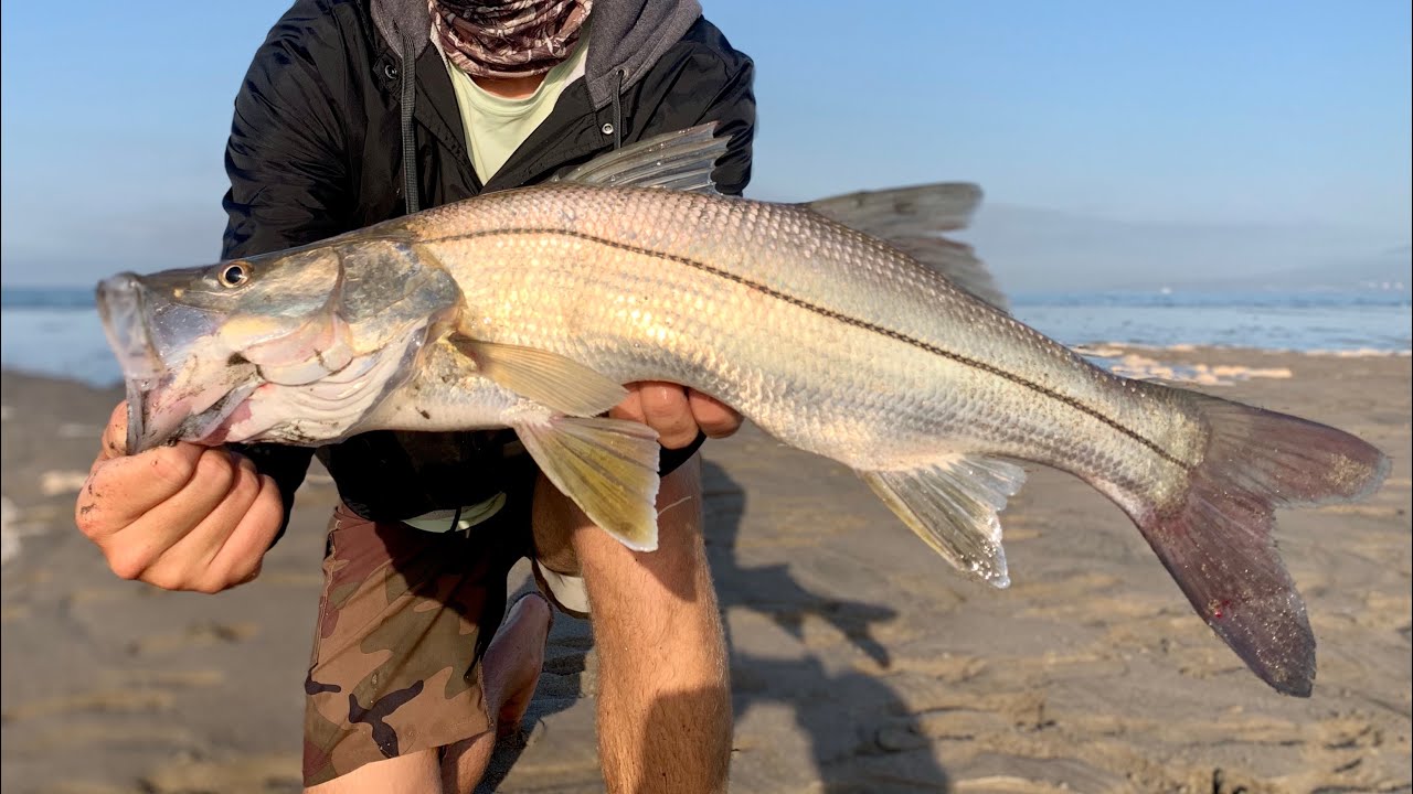 First time snook fishing from the beach in Mexico. - YouTube