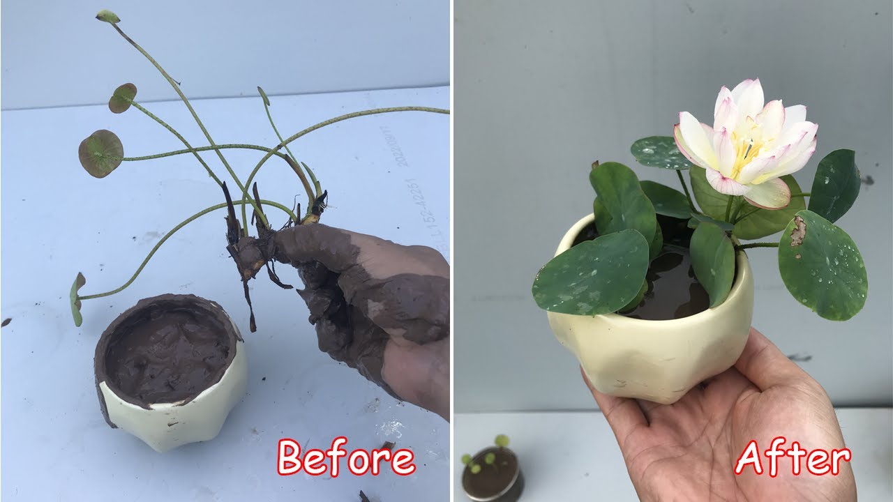 How to grow micro lotus in small pots - YouTube