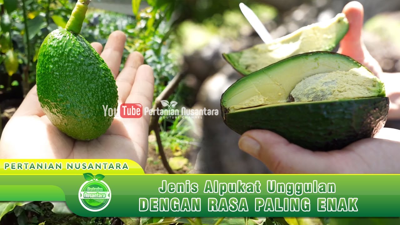 Mengenal Jenis Alpukat Unggulan Dengan Rasa Paling Enak - YouTube