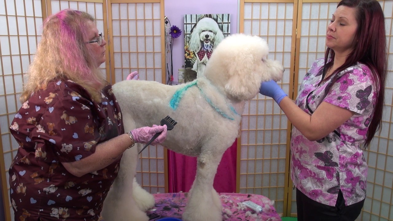 Creating a Scarf Collar and Ombre Legs on a Standard Poodle - YouTube