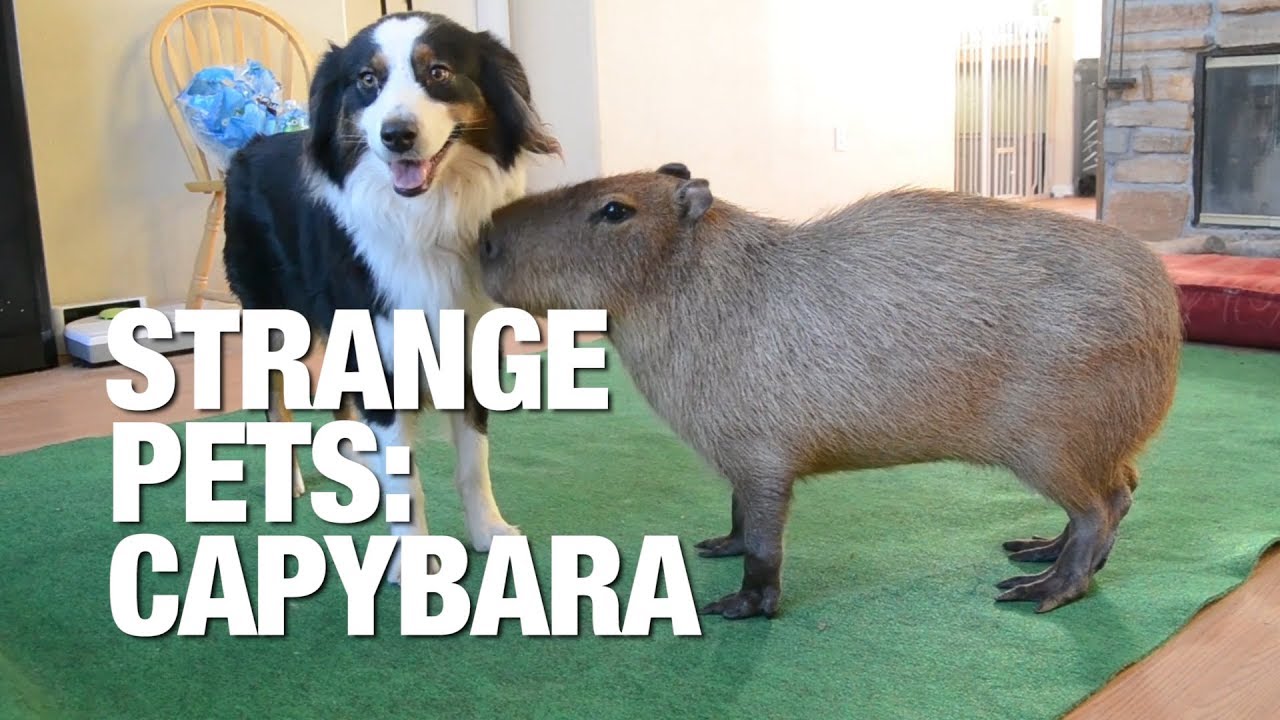 What It s Like To Live With A Capybara YouTube what-it-s-like-to-live-with-a-capybara-youtube