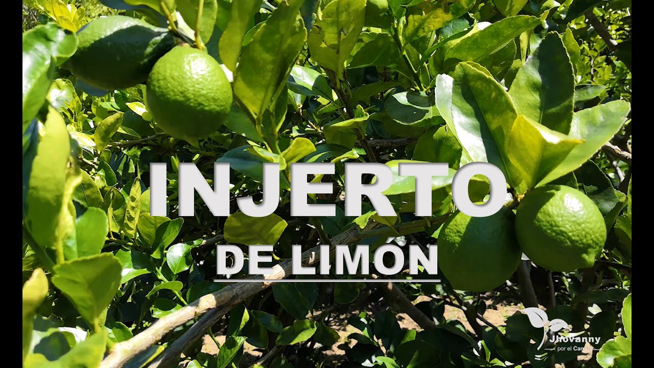 Injerto de limón sin semilla | Seedless lemon graft - YouTube