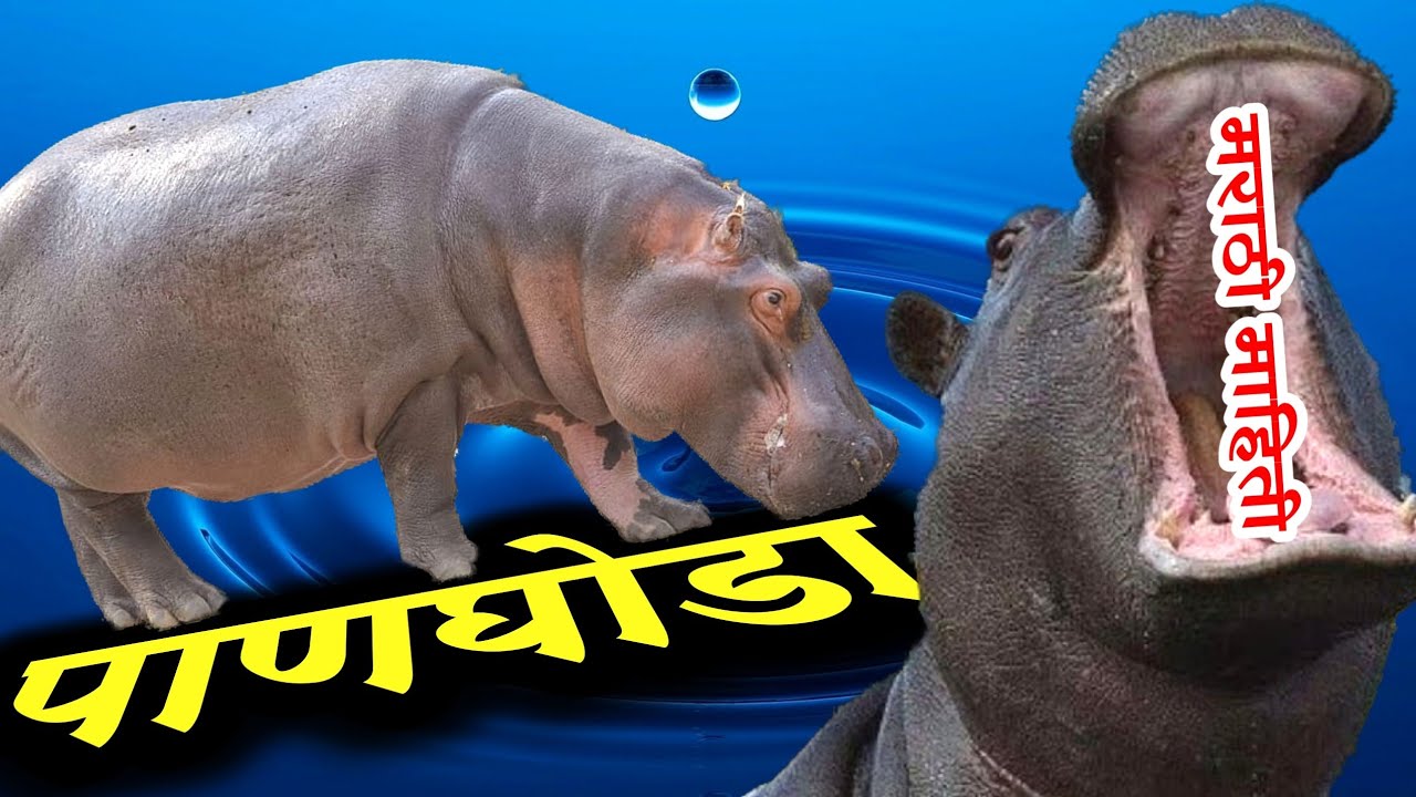 पाणघोडा- (Panghoda) माहिती मराठी / Hippopotamus Animal Information In ...
