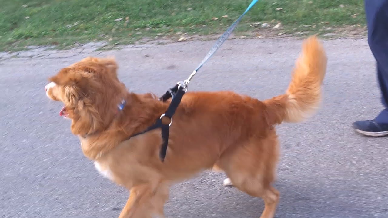 Toller Scream! - YouTube