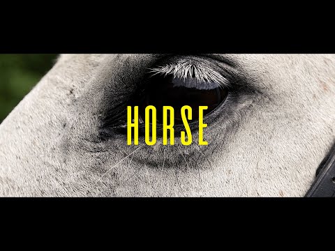 Zen video for relaxation during exam period: Horse
