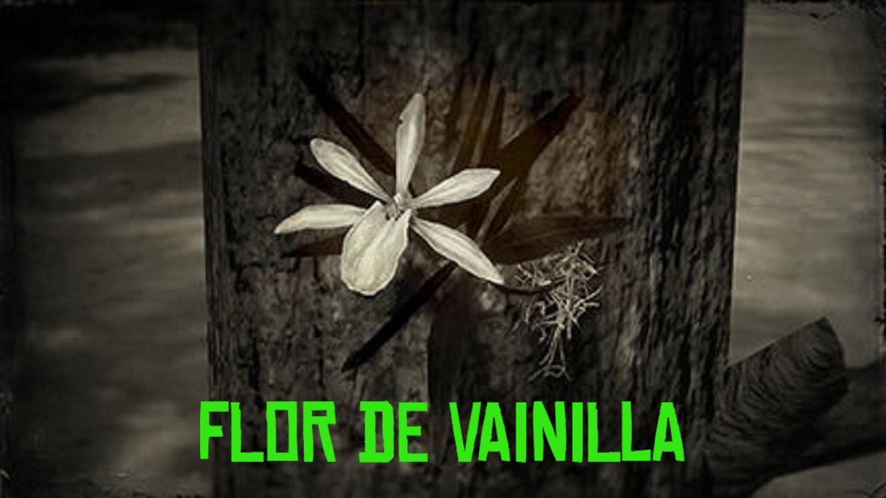FLOR DE VAINILLA Red dead redemption 2 online localización - YouTube