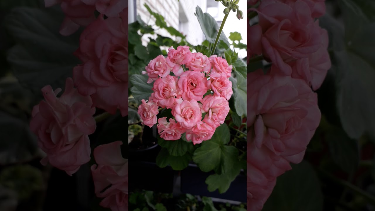 Pelargonium Grainger's Antique Rose - YouTube