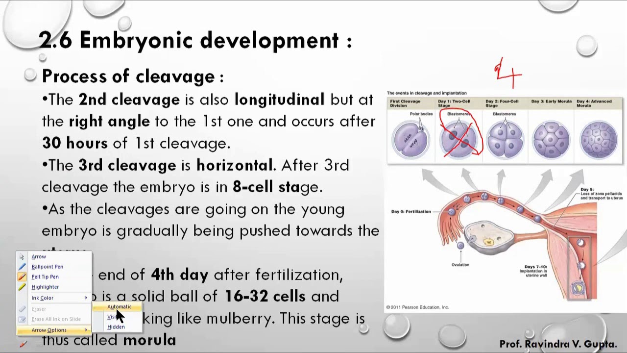 Cleavage ll Embryonic development ll Human Reproductive System ll 12 th ...
