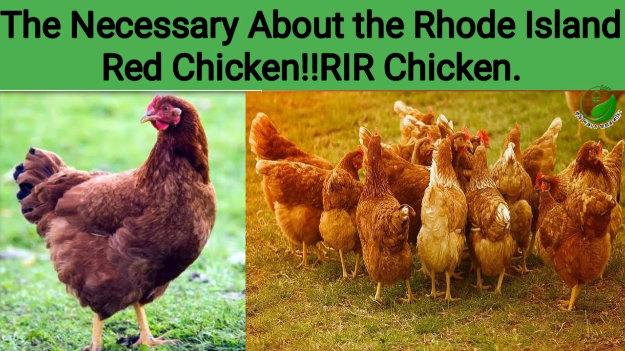 The Necessary Information About the Rhode Island Red Chicken|RIR ...