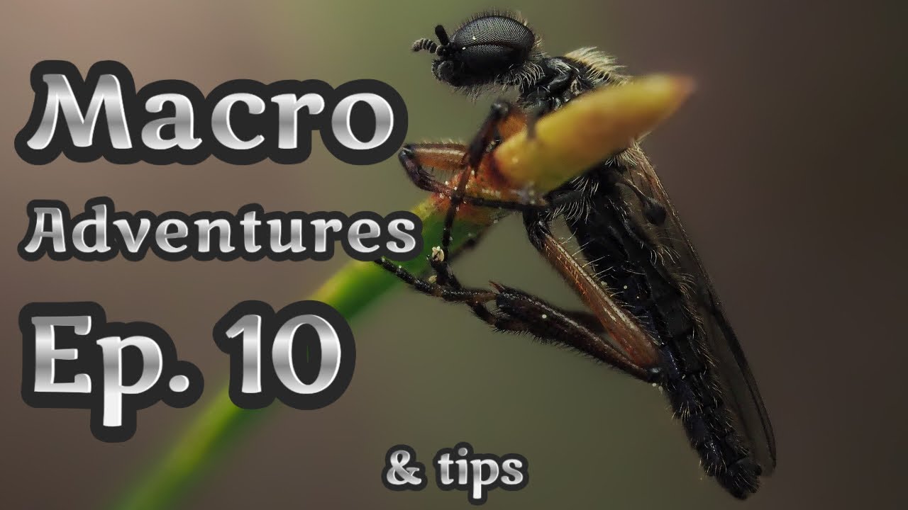 5 Quick Macro Photography Tips - YouTube