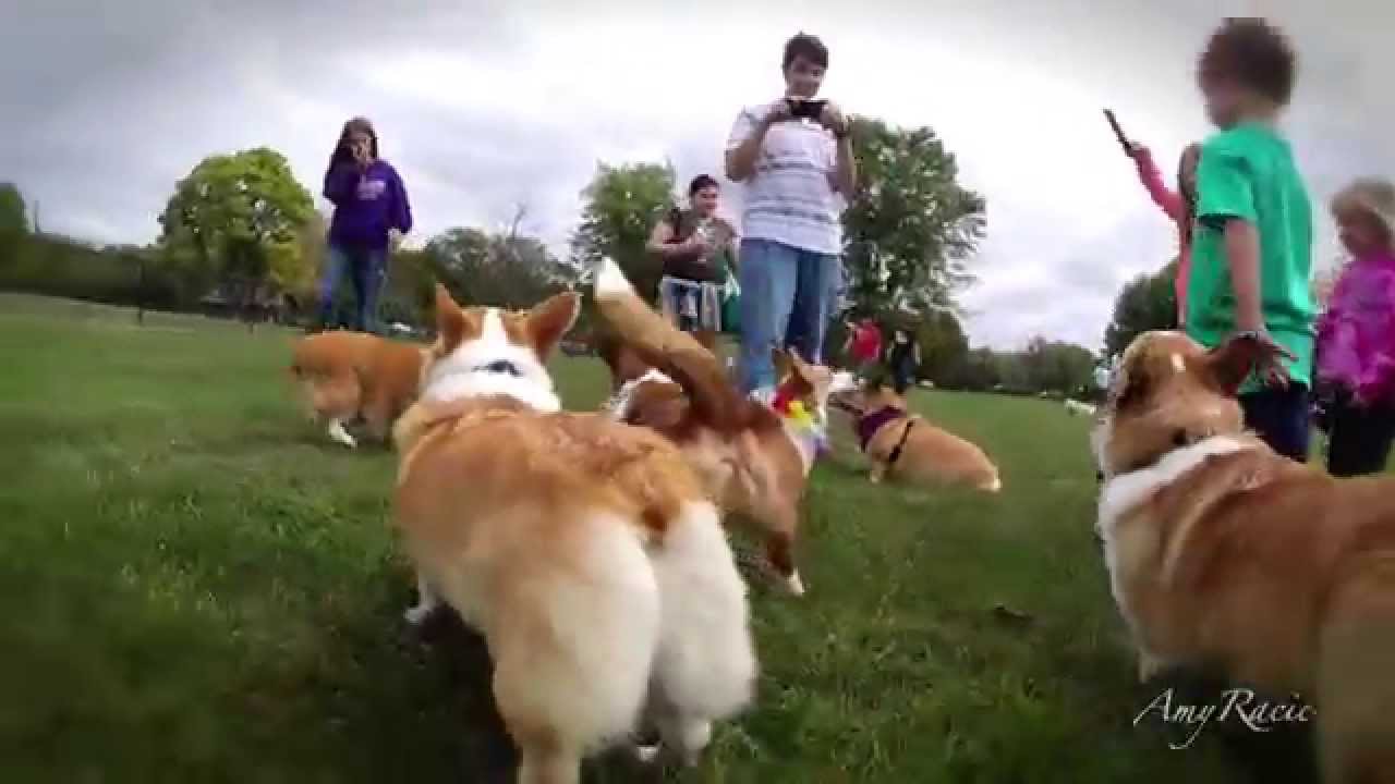 2015 Midwest Corgi Picnic - YouTube