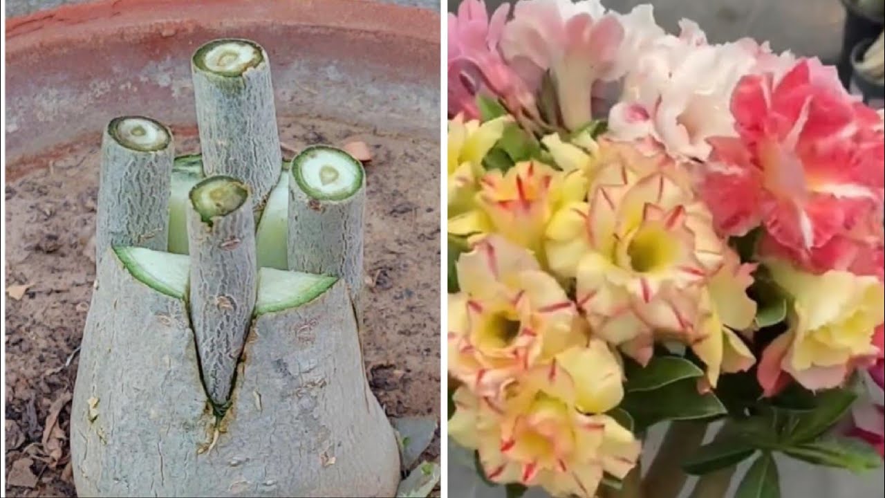 ADENIUM PLANT Multi Branch Grafting Method | Easy Graft On Desert Rose ...