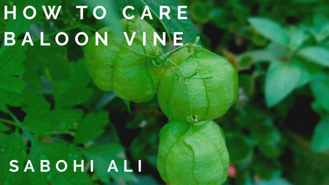 4.How to Care Baloon Vine| Love in a Puff| Cardiospermum Halicacabum ...