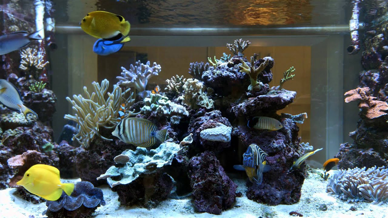 4k fish tank test - YouTube