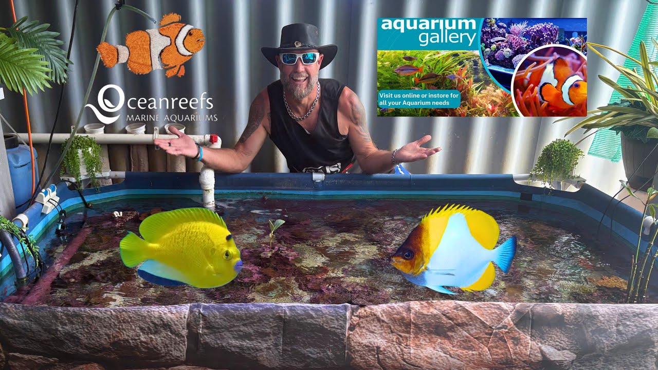 2 LFS Local Fish Shops MORE New Fish for the REEF POND #reefpond # ...